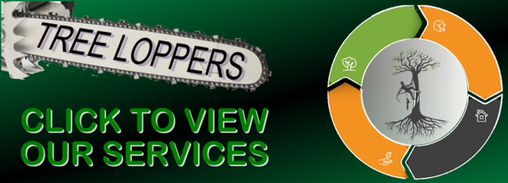 Tree Loppers Gold Coast | Emergency Tree Felling & Removals